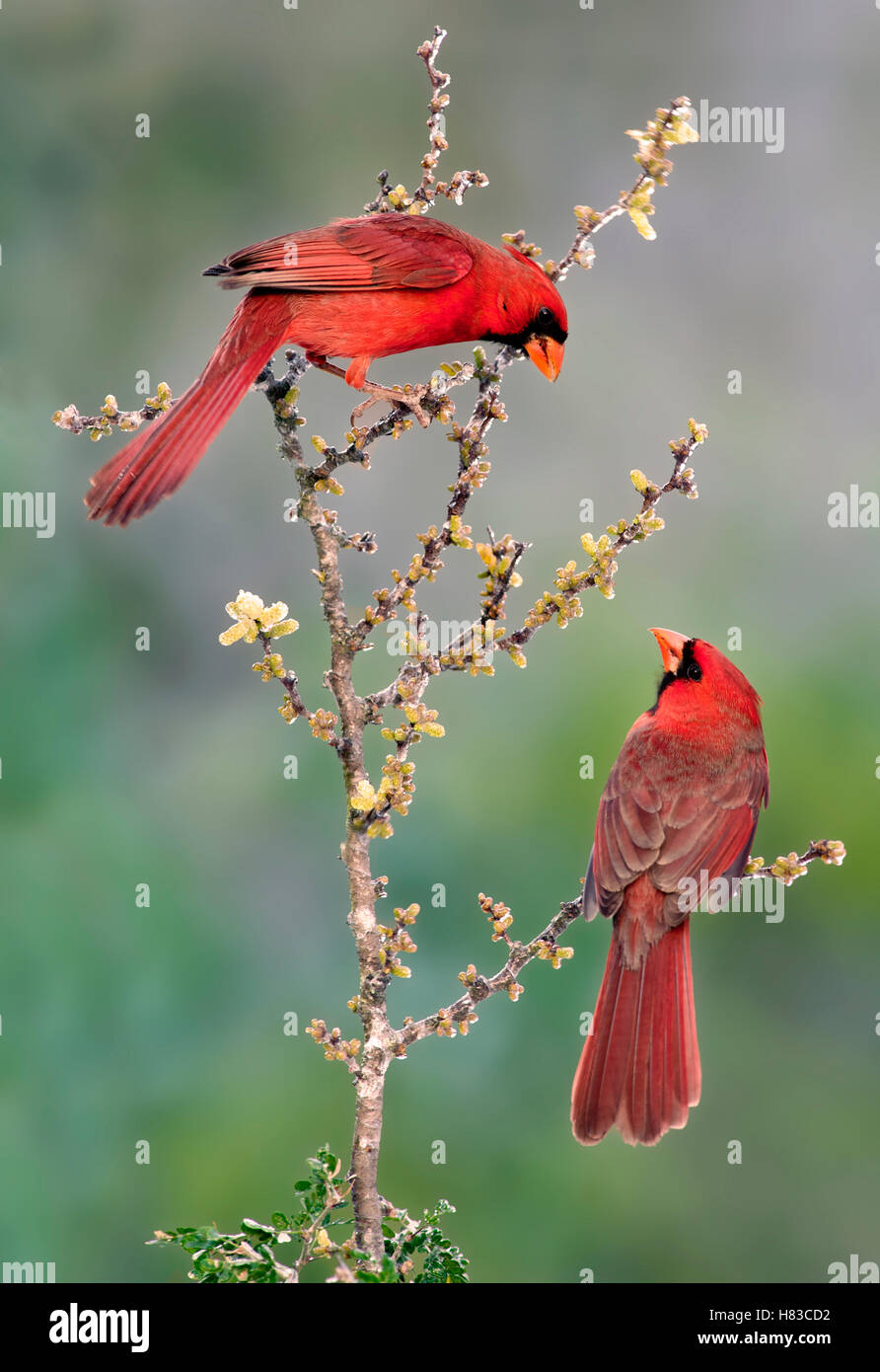 Northern Cardinal (Cardinalis cardinalis) males, Texas Stock Photo - Alamy