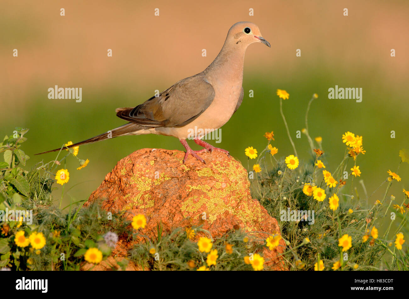 Mourning Dove (Zenaida macroura), Texas Stock Photo - Alamy