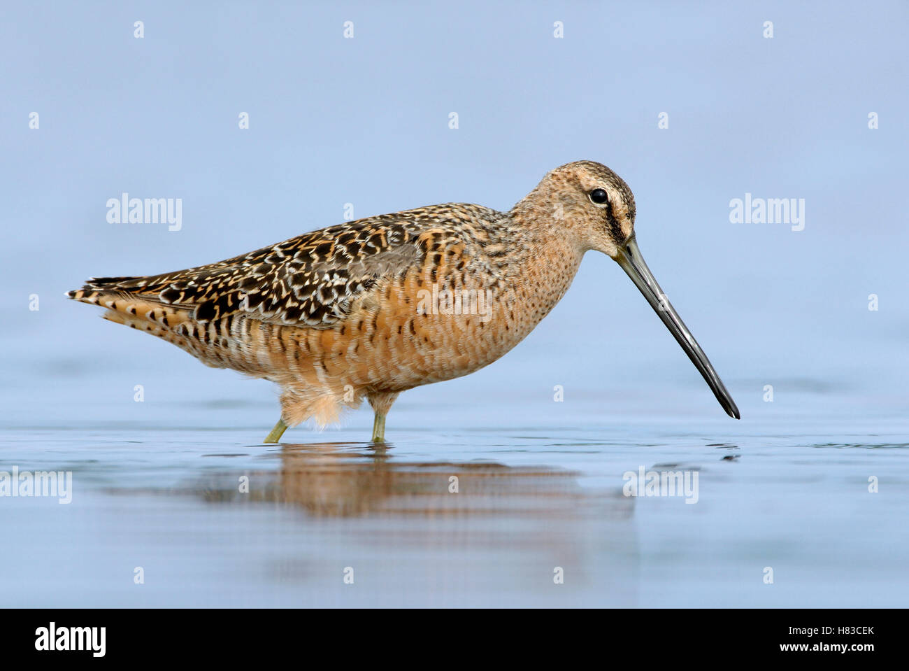 Long-billed Dowitcher (Limnodromus scolopaceus), Texas Stock Photo - Alamy