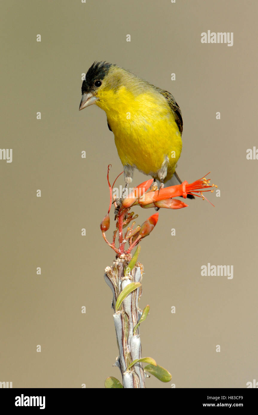 Lesser Goldfinch (Carduelis psaltria) male, Arizona Stock Photo - Alamy