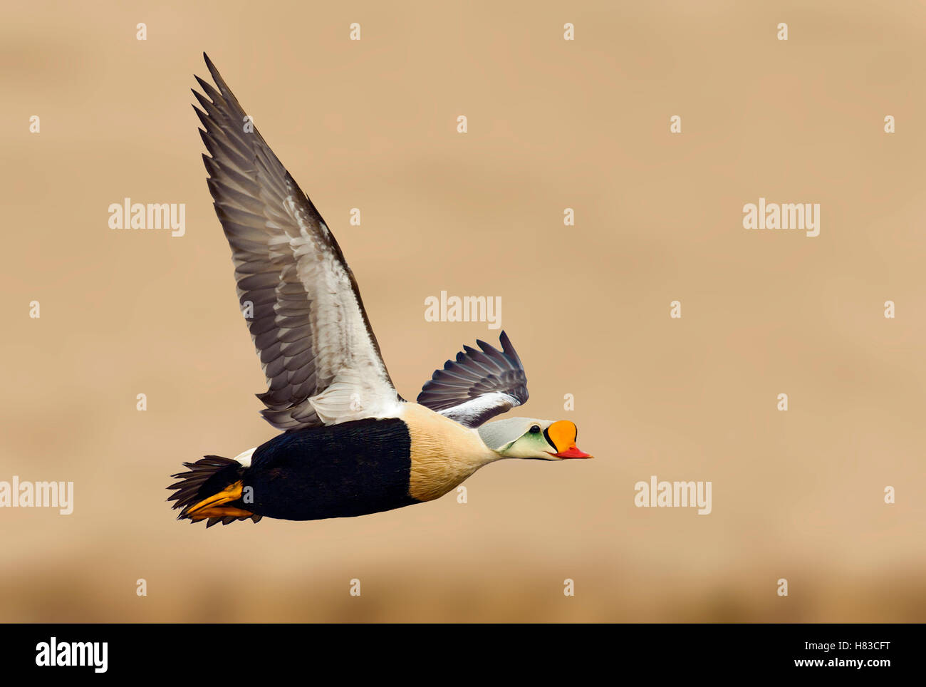 King Eider (Somateria spectabilis) drake flying, Alaska Stock Photo - Alamy