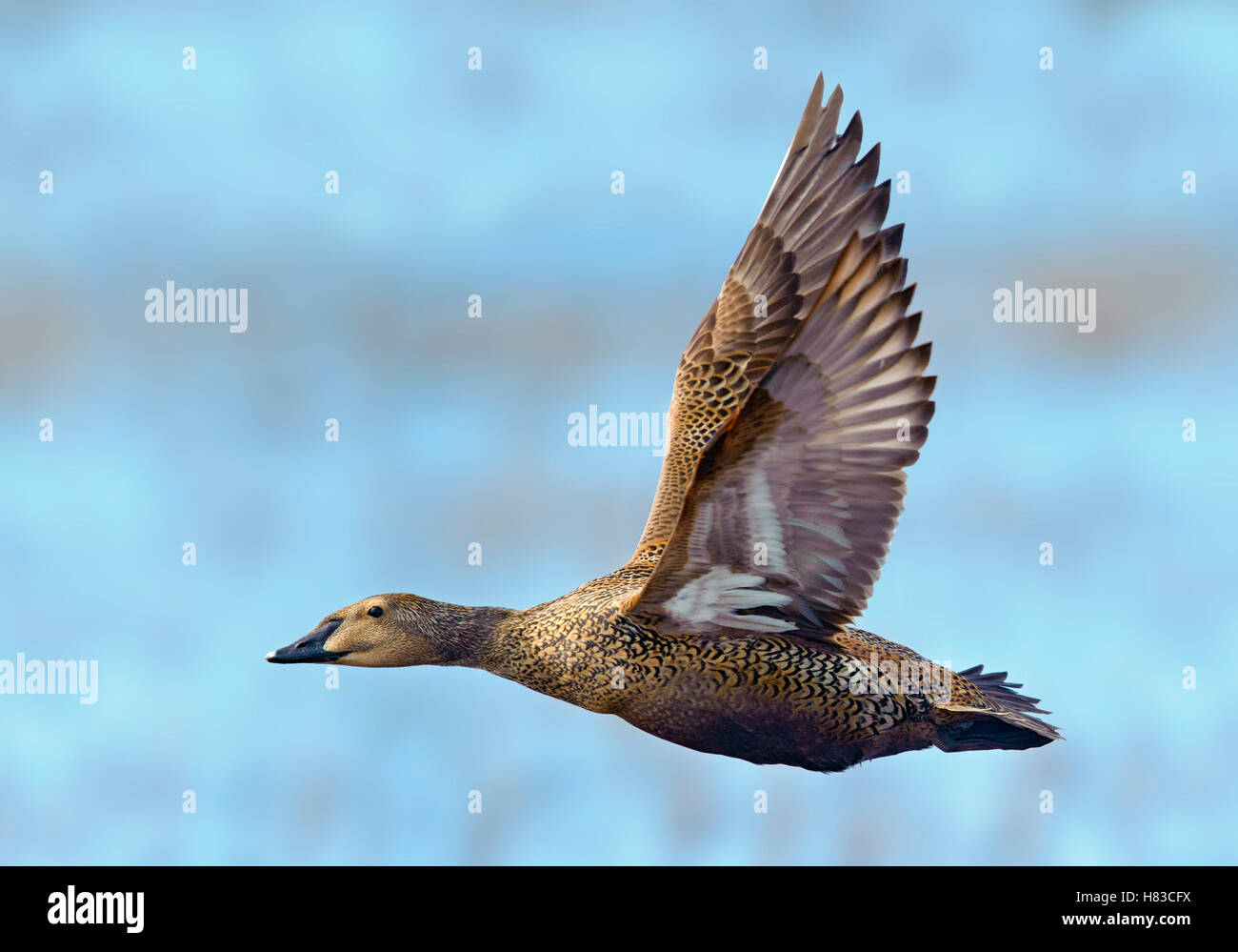 King Eider (Somateria spectabilis) female flying, Alaska Stock Photo ...