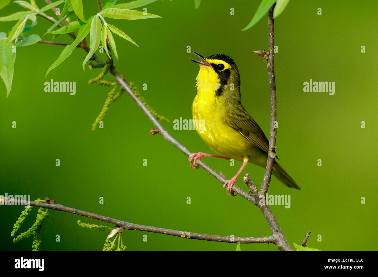 Kentucky Warbler (Geothlypis formosa) male singing, Texas Stock Photo ...
