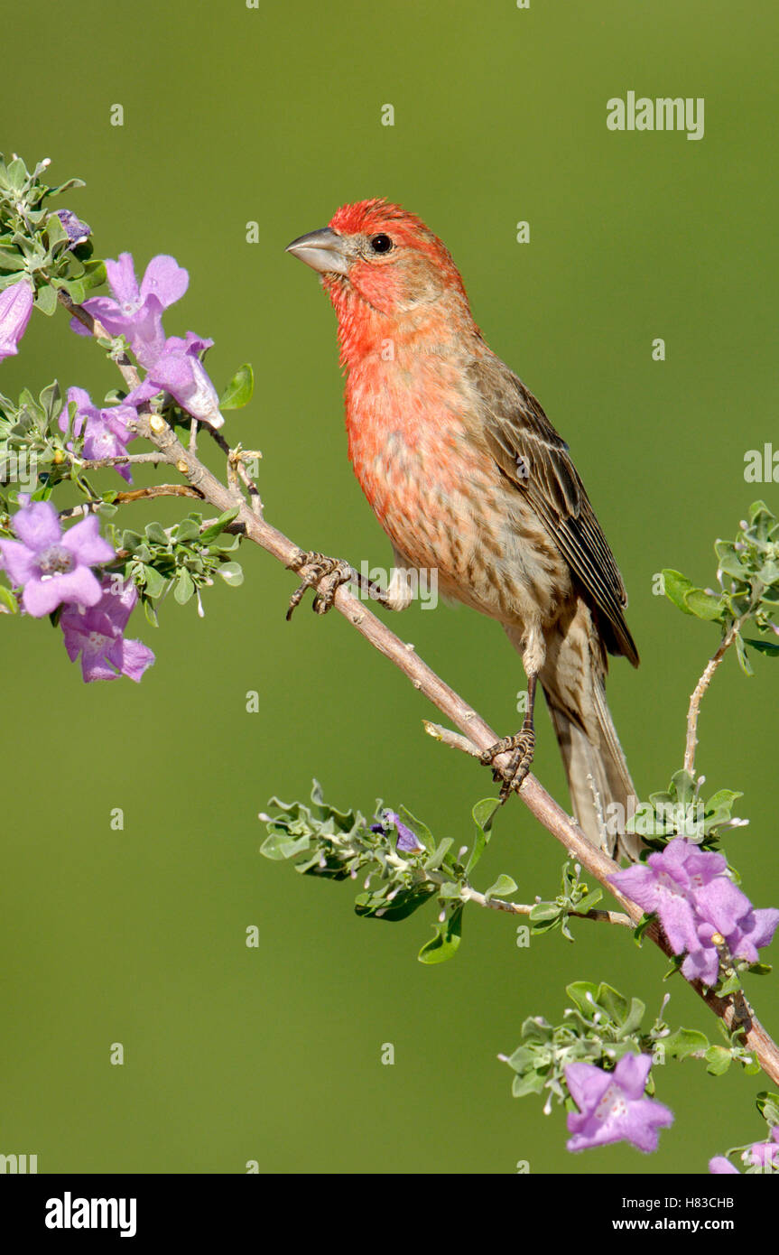 House Finch (Carpodacus mexicanus) male, Arizona Stock Photo - Alamy