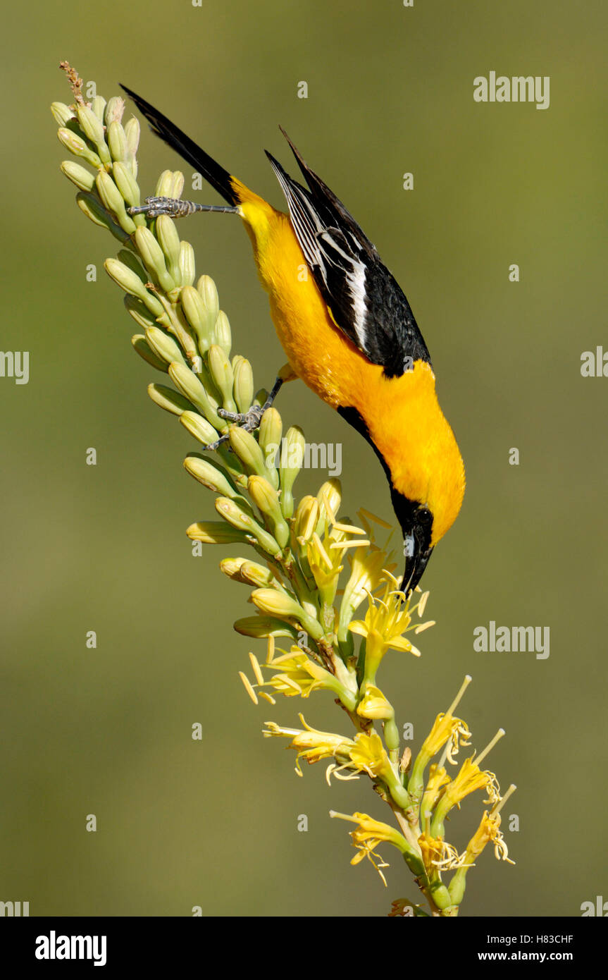 Hooded Oriole (Icterus cucullatus) male, Arizona Stock Photo - Alamy
