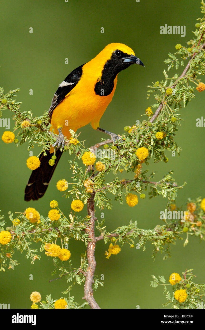 Hooded Oriole (Icterus cucullatus) male, Arizona Stock Photo - Alamy