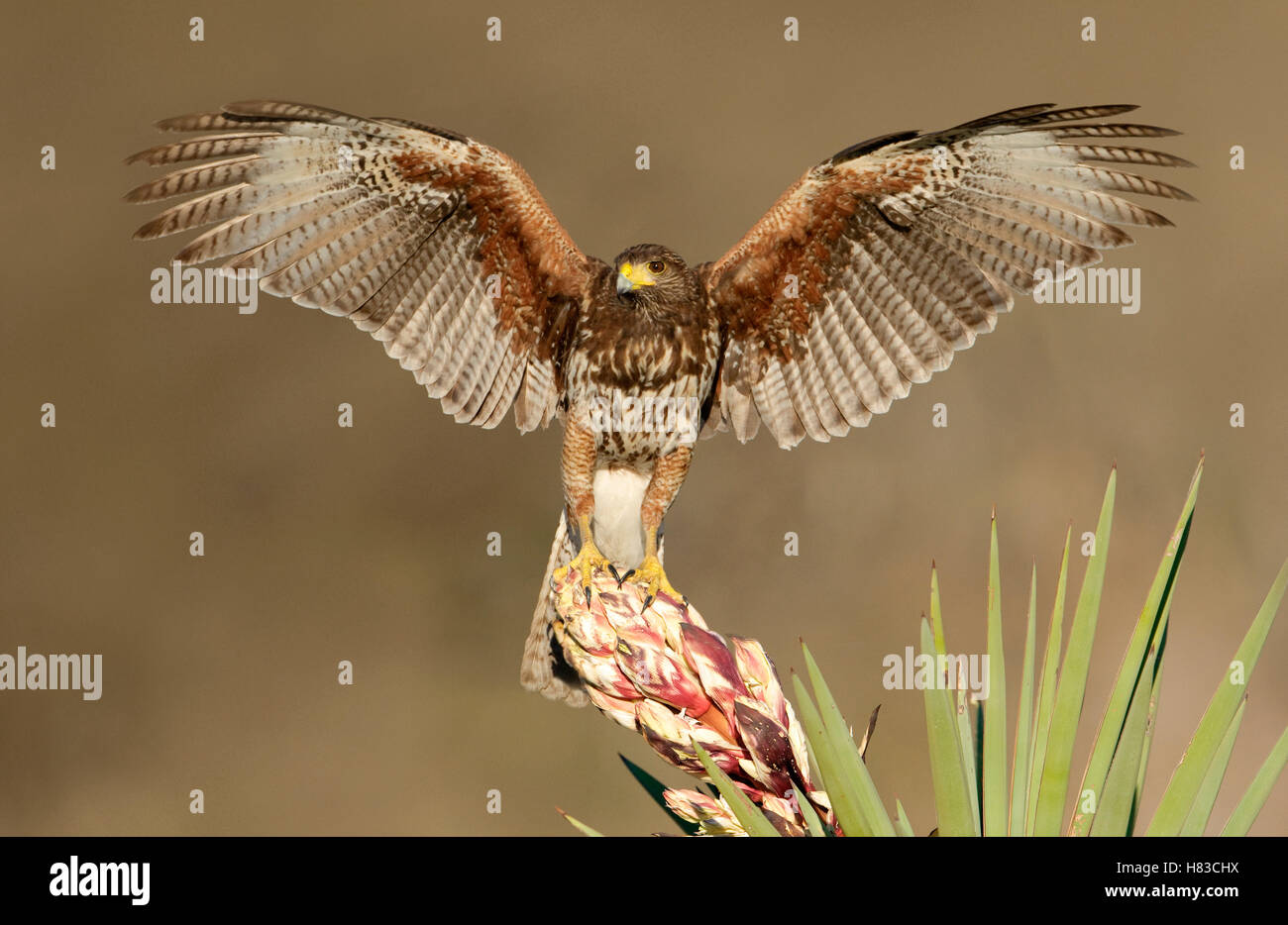 Harris' Hawk (Parabuteo unicinctus), Texas Stock Photo - Alamy