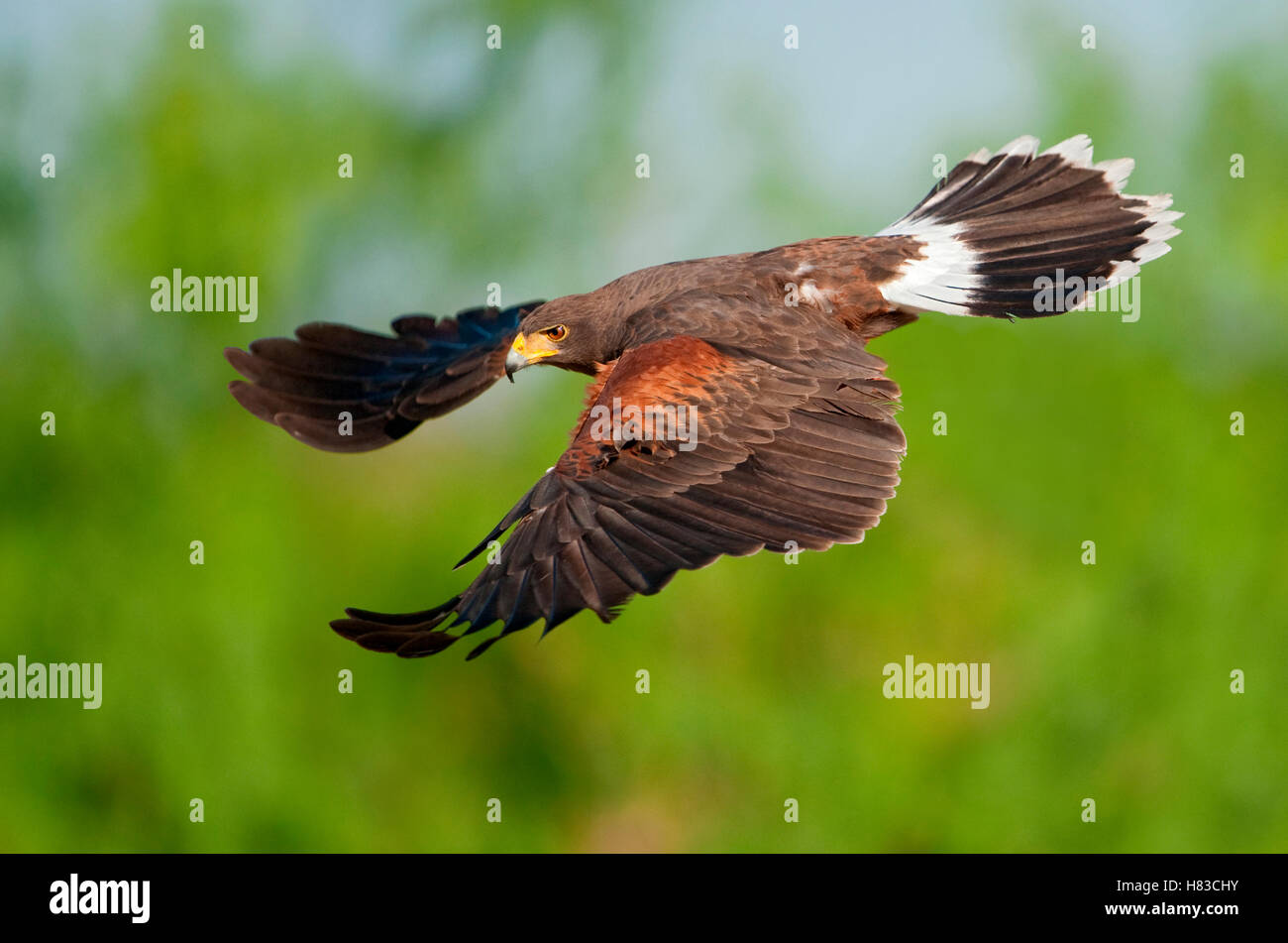Harris' Hawk (Parabuteo unicinctus), Texas Stock Photo - Alamy
