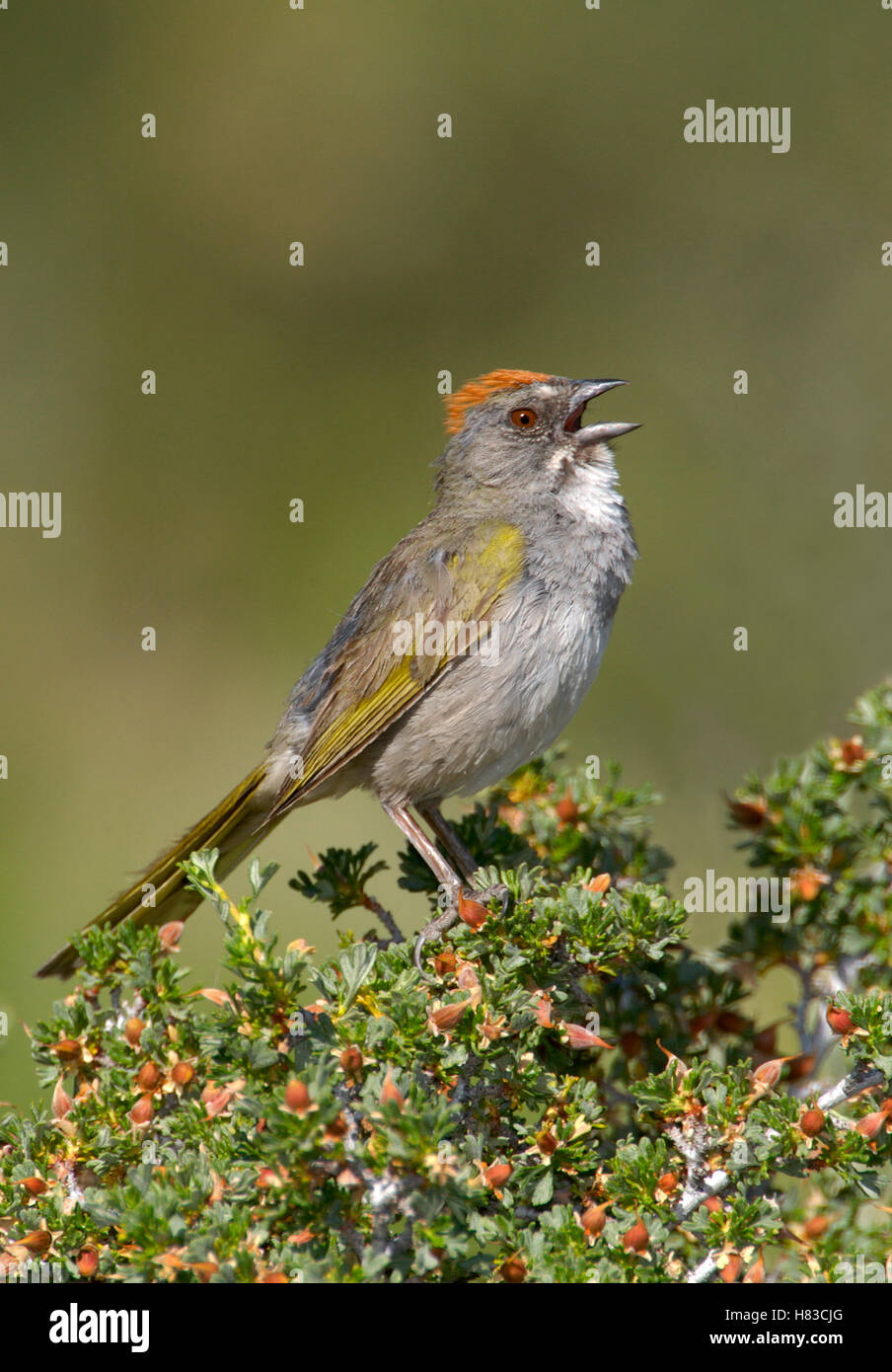 Green-tailed Towhee (Pipilo chlorurus), California Stock Photo - Alamy