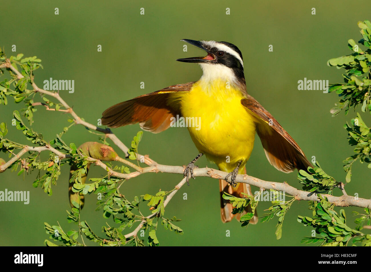 Great Kiskadee (Pitangus sulphuratus), Texas Stock Photo - Alamy