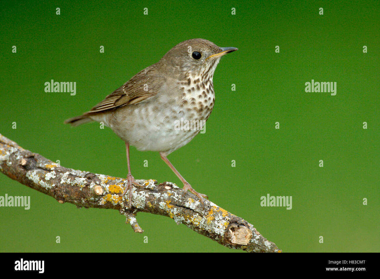 Grey-cheeked Thrush (Catharus minimus), Texas Stock Photo - Alamy