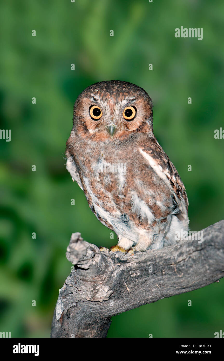 Elf Owl (Micrathene whitneyi), Arizona Stock Photo - Alamy