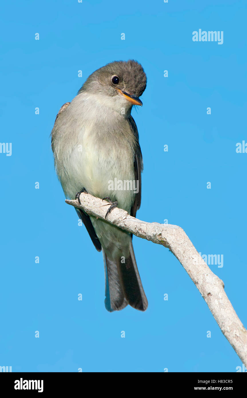 Eastern Wood-Pewee (Contopus virens), Texas Stock Photo - Alamy
