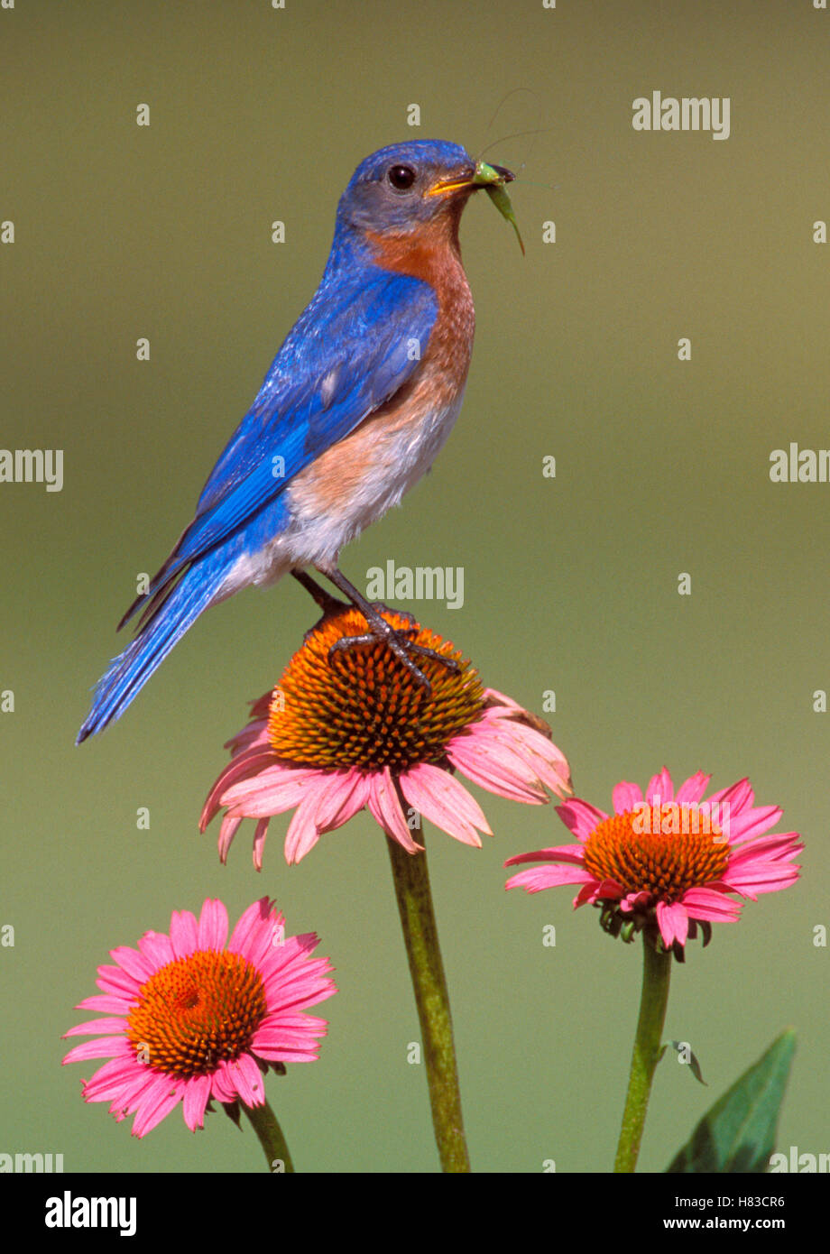 Eastern Bluebird (Sialia sialis) male, Texas Stock Photo - Alamy