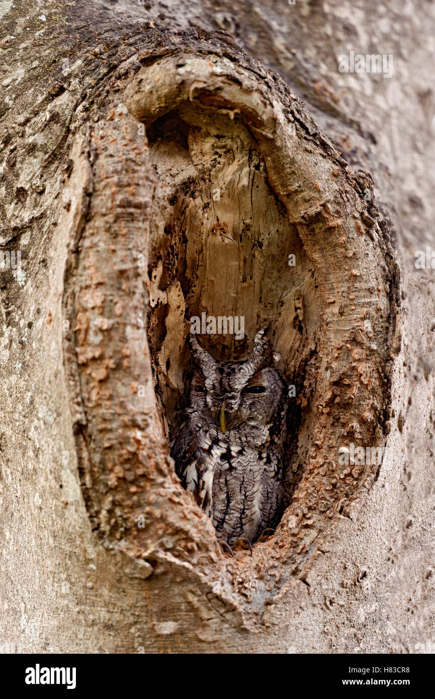 Eastern Screech Owl (Megascops asio), Texas Stock Photo - Alamy