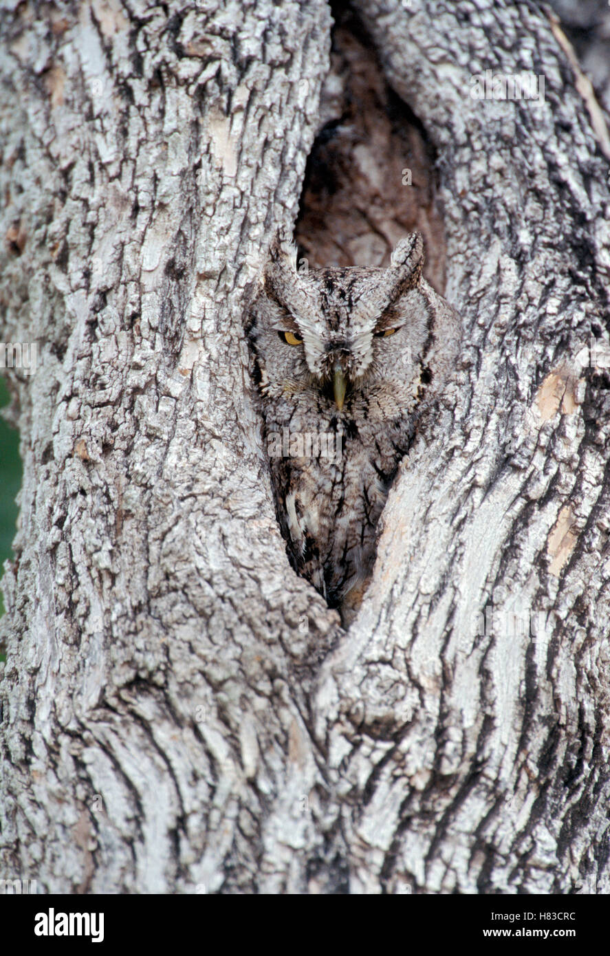 Eastern Screech Owl (Megascops asio) looking out from hole in tree ...