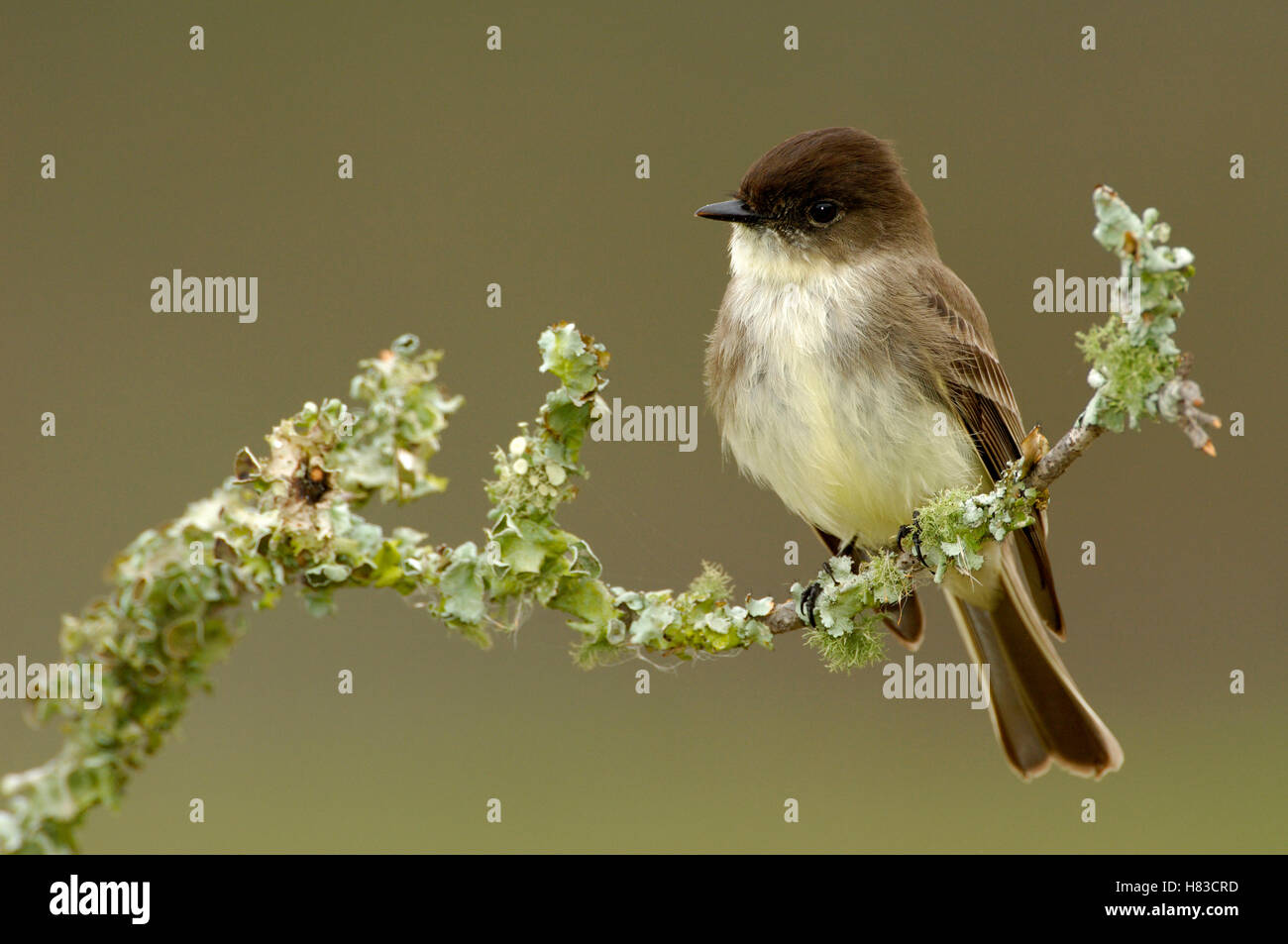 Eastern Phoebe (Sayornis phoebe), Texas Stock Photo - Alamy