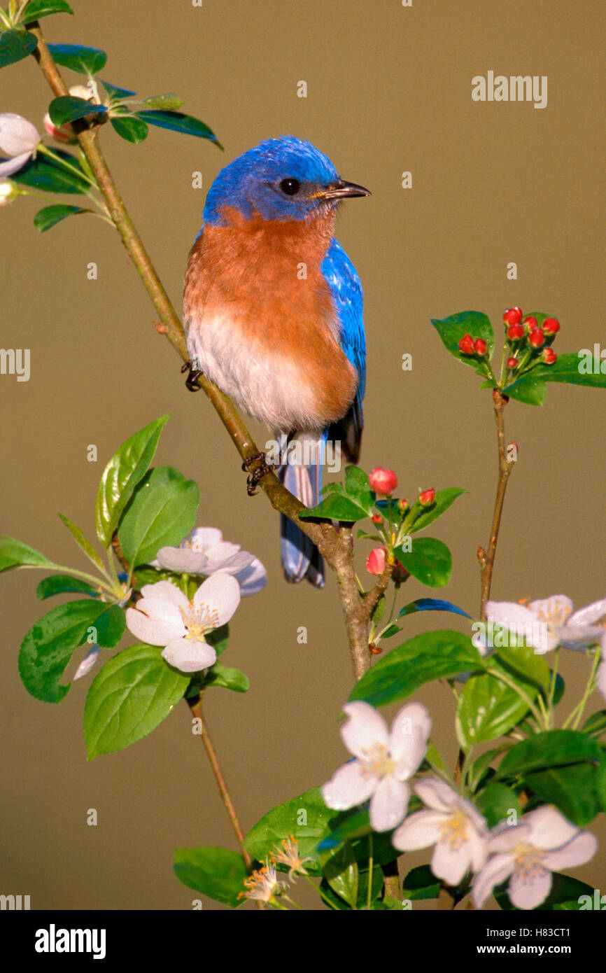 Eastern Bluebird (Sialia sialis) male, Texas Stock Photo - Alamy