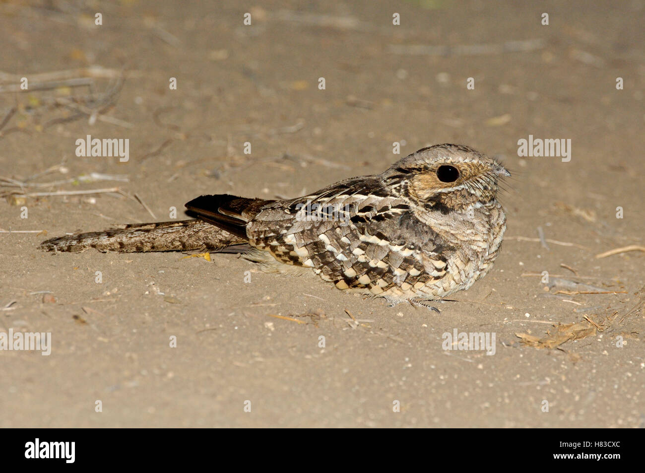 Pauraque (Nyctidromus albicollis), Texas Stock Photo - Alamy