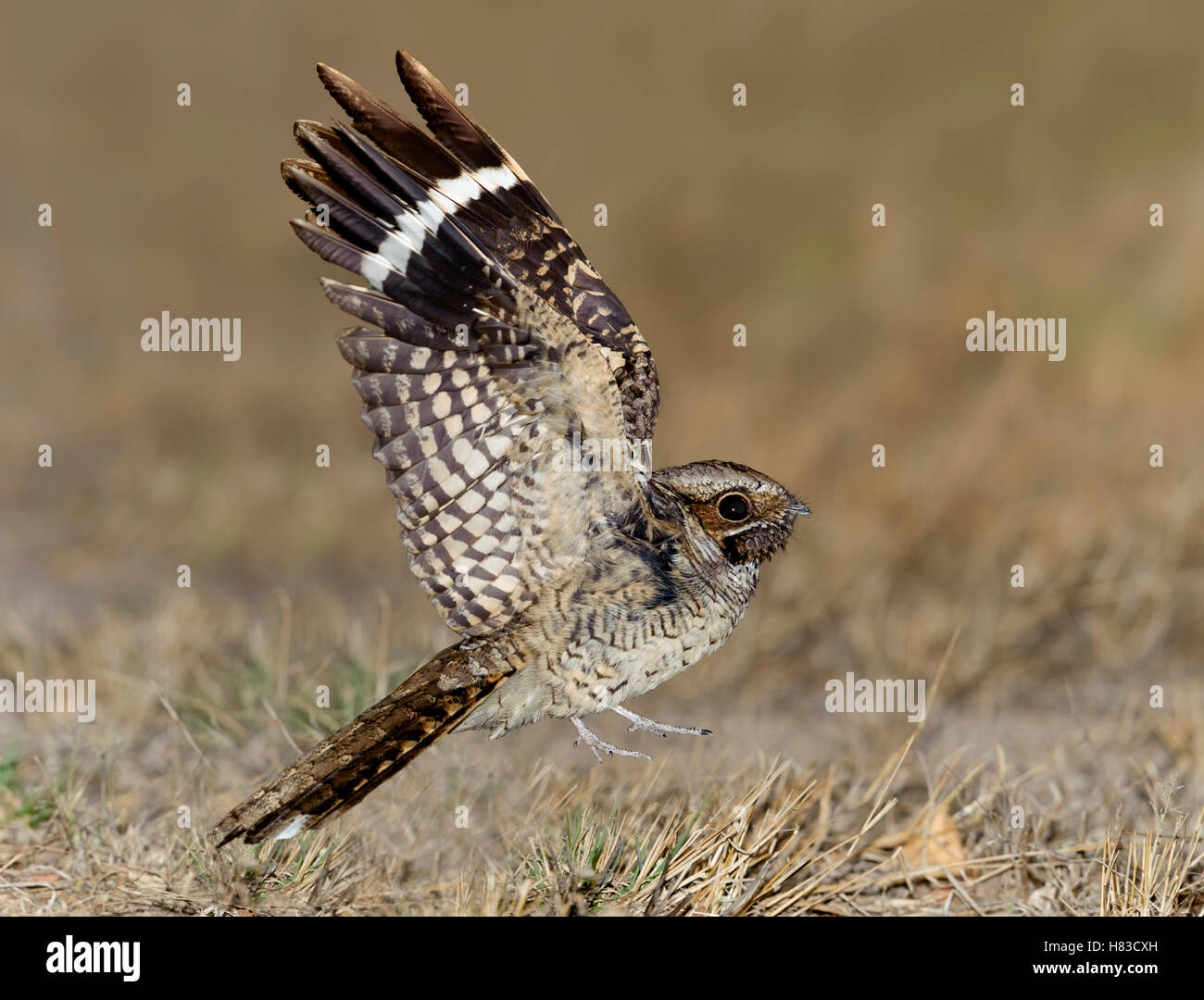 Pauraque (Nyctidromus albicollis), Texas Stock Photo - Alamy
