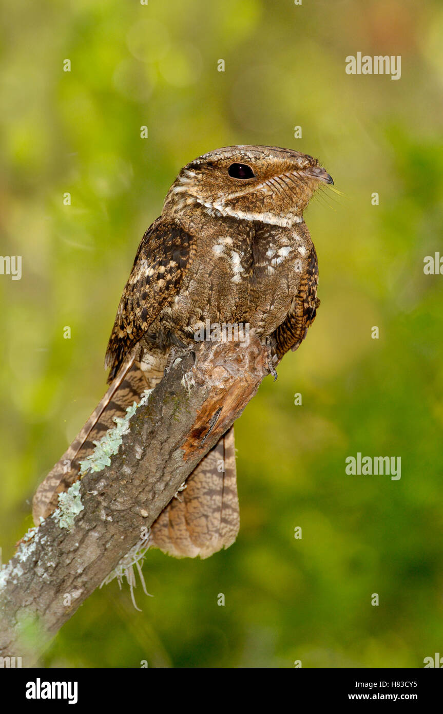 Chuck-will's-widow (Antrostomus carolinensis), Texas Stock Photo - Alamy