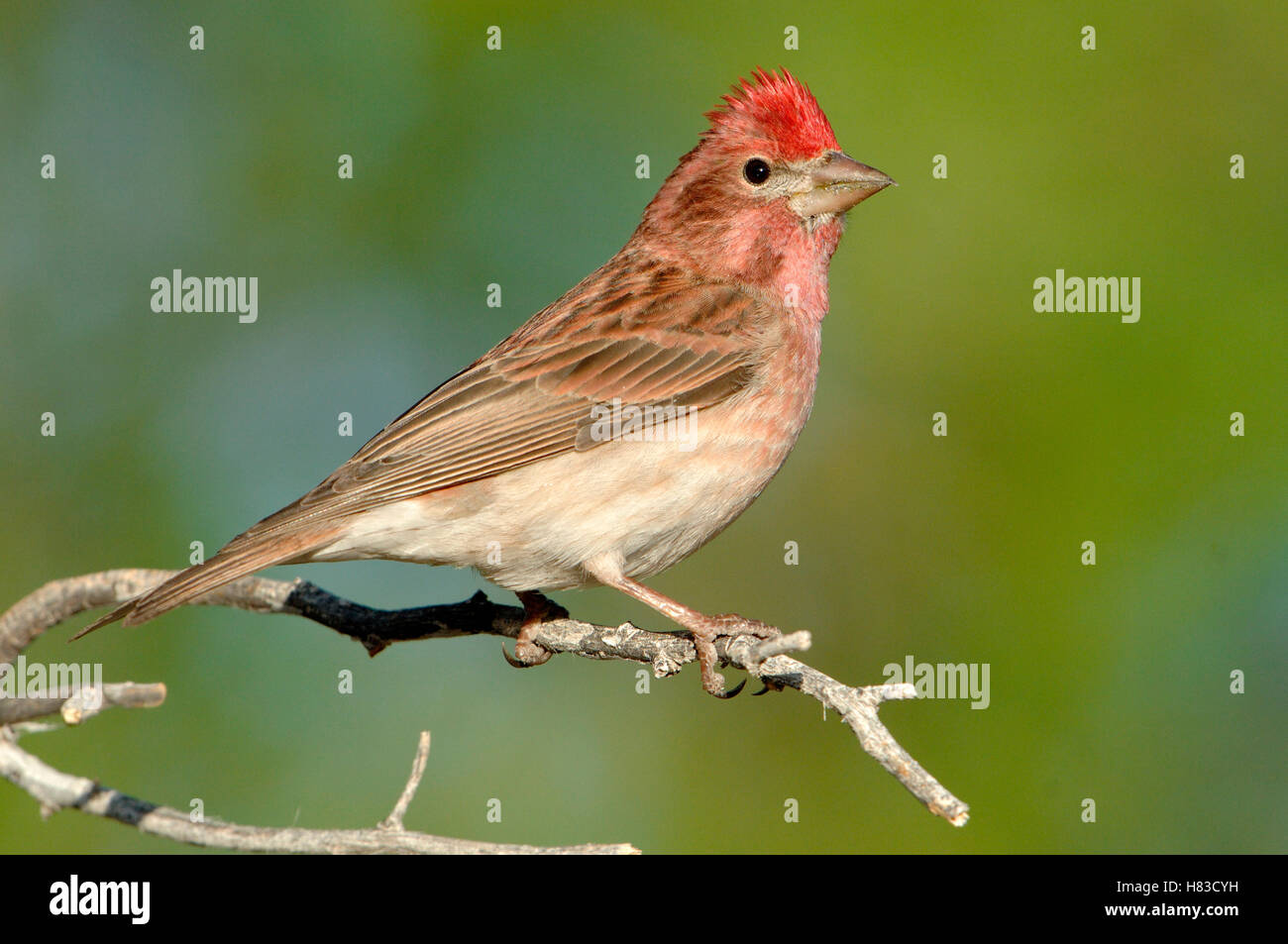 Cassin's Finch (Carpodacus cassinii) male, Texas Stock Photo - Alamy