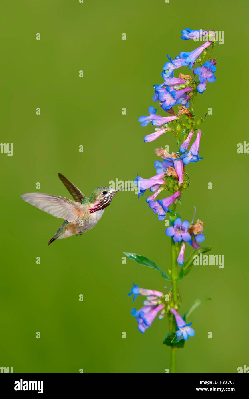 Calliope Hummingbird (Stellula calliope) feeding on nectar, Montana ...