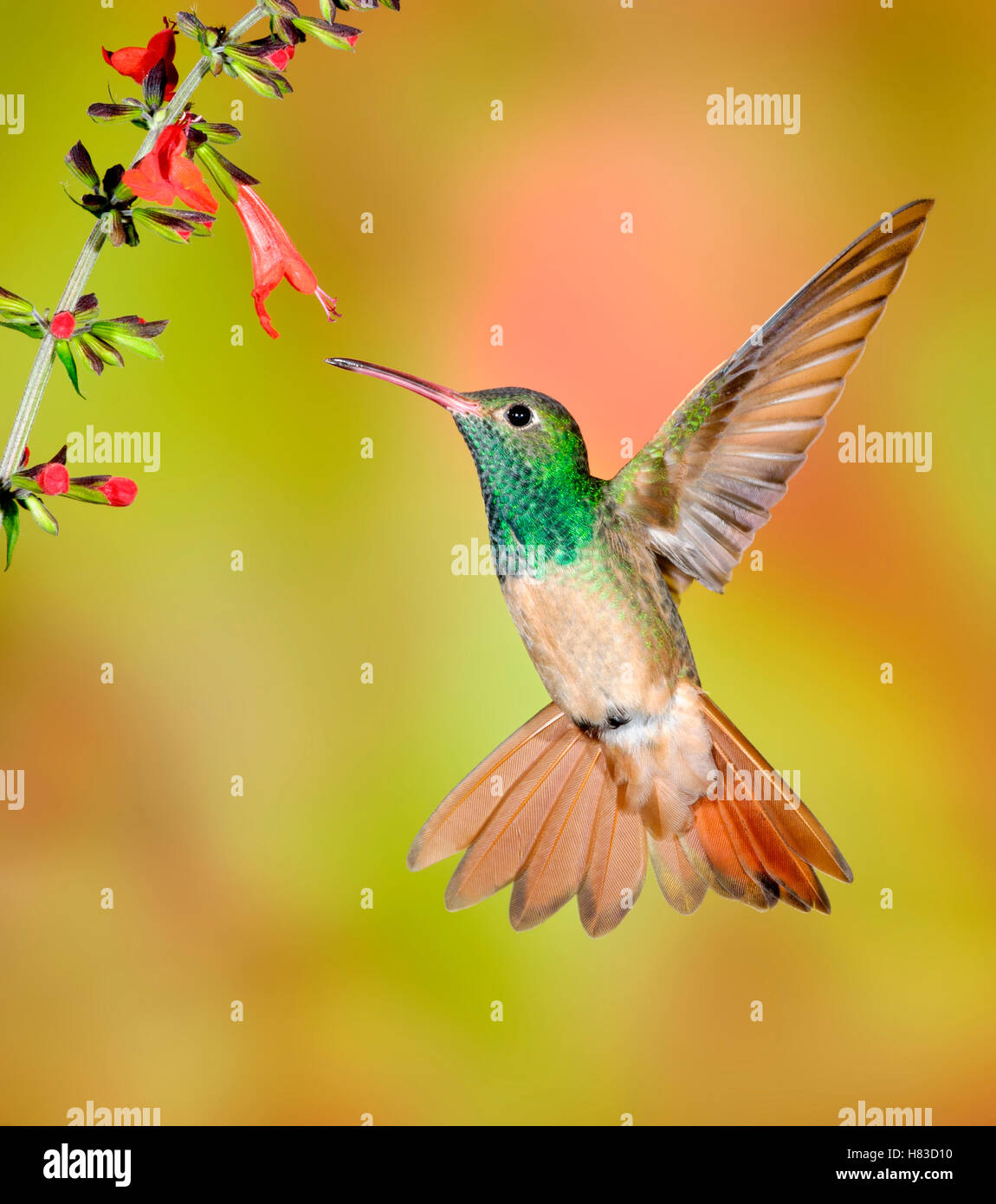 Buff-bellied Hummingbird (Amazilia yucatanensis), Texas Stock Photo - Alamy