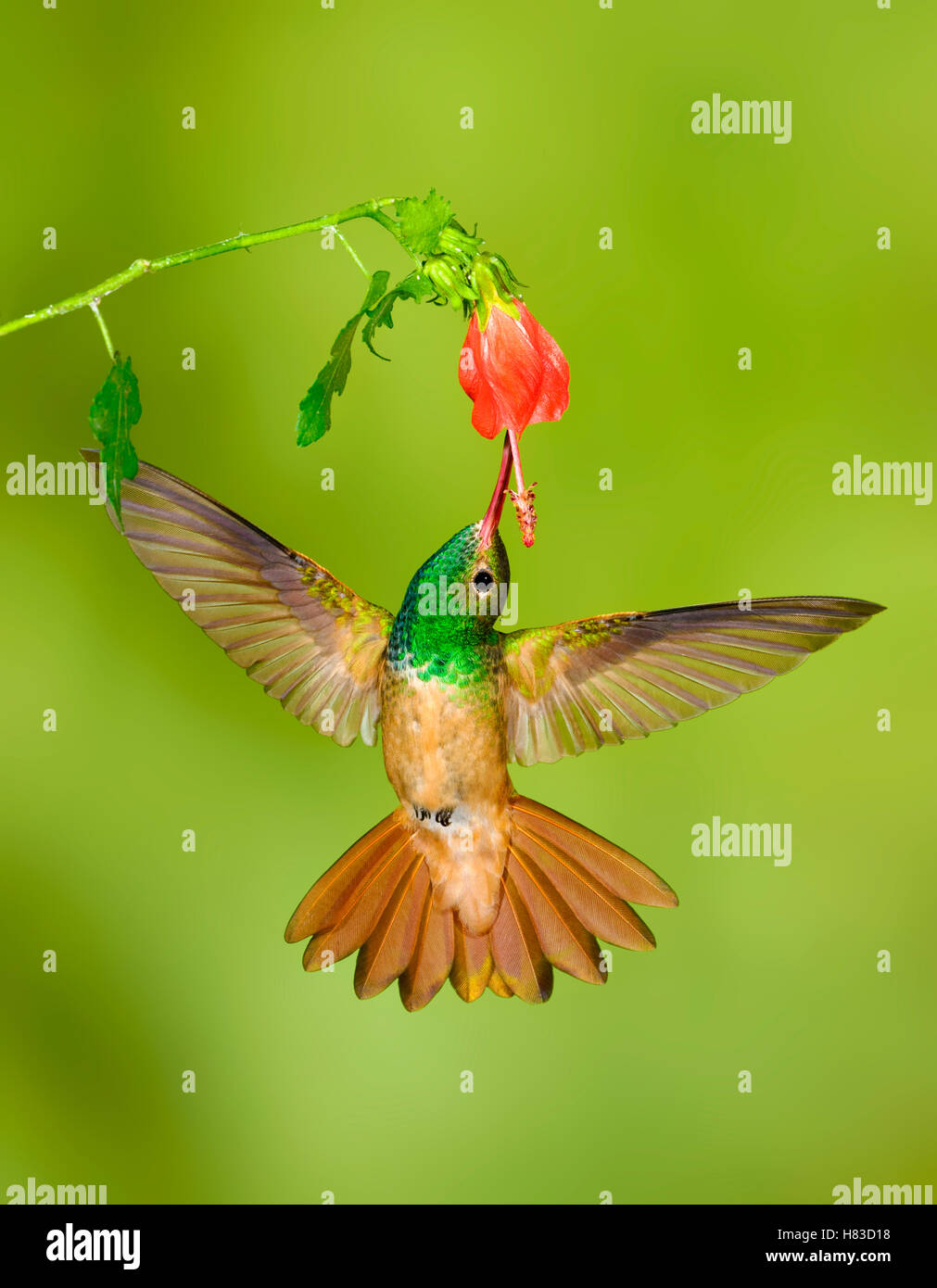 Buff-bellied Hummingbird (Amazilia yucatanensis) feeding on nectar ...