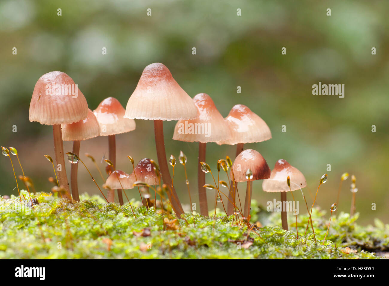 Bleeding Mycena (Mycena haematopus) mushroom cluster, Doorn ...