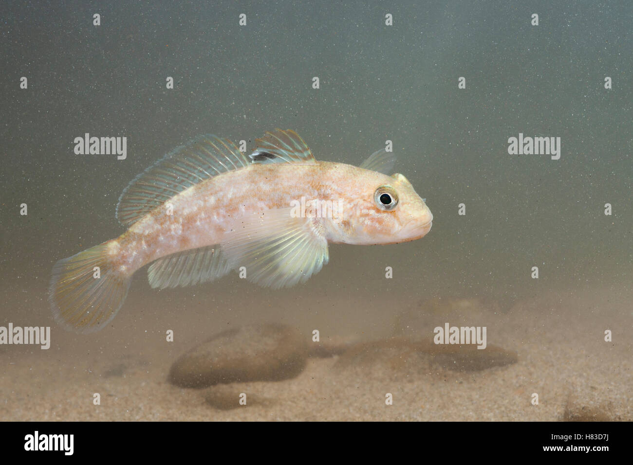 Round Goby (Neogobius melanostomus), River Lek, Netherlands Stock Photo ...