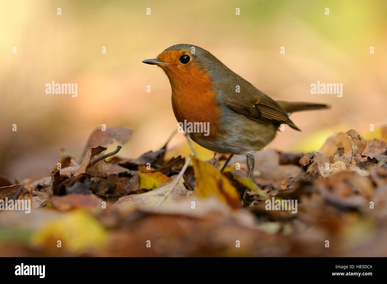European Robin (Erithacus rubecula) foraging in leaf litter ...