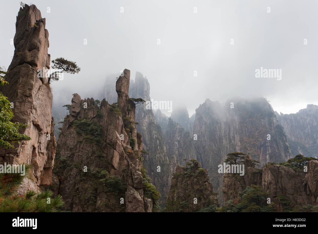 Huangshan Pine (Pinus hwangshanensis) on rock outcrops, Tunxi, China ...