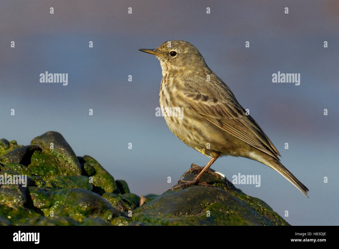 Rock Pipit (Anthus petrosus), Marina di Pisa, Italy Stock Photo - Alamy