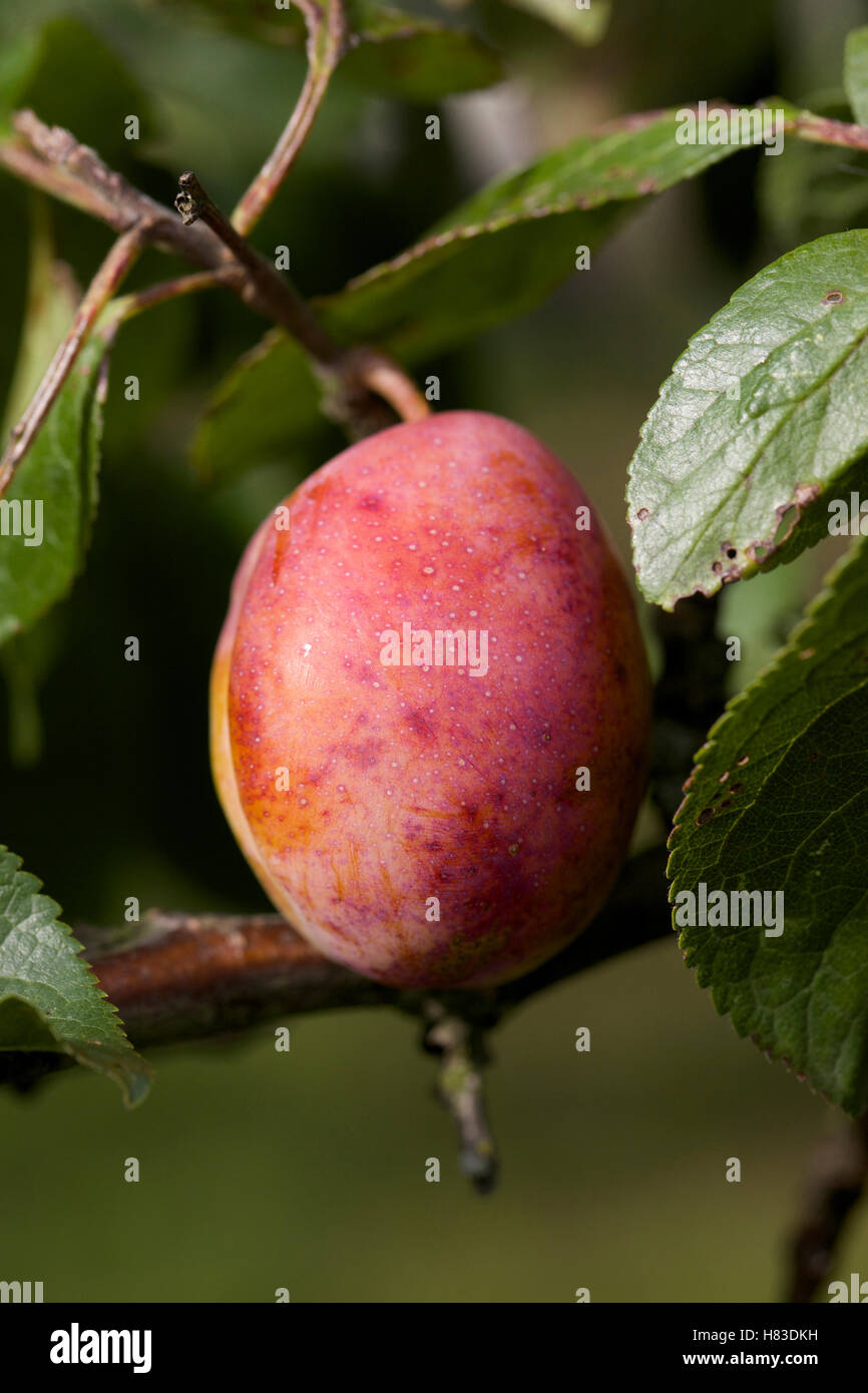 Plum (Prunus domestica) fruit hanging in a tree, Utrecht, Netherlands ...