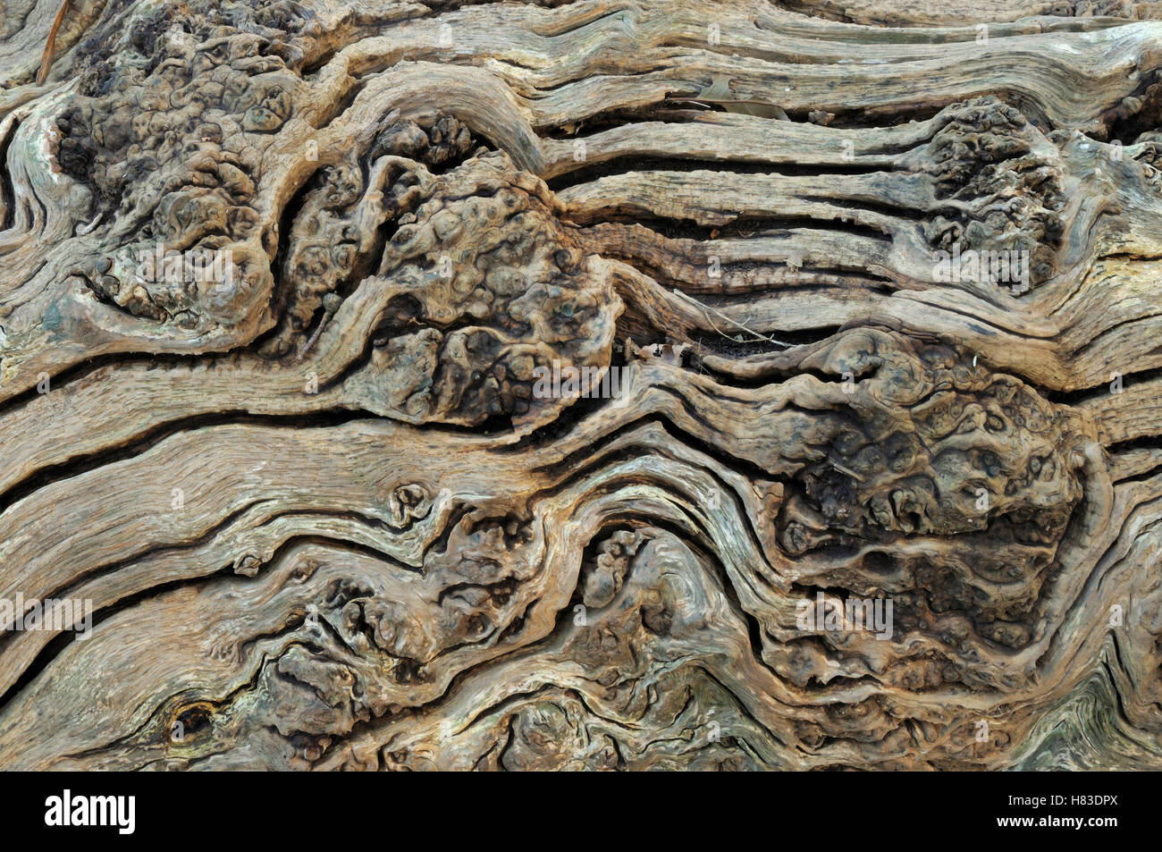 Patterns in a worn tree trunk, Santpoort, Netherlands Stock Photo - Alamy