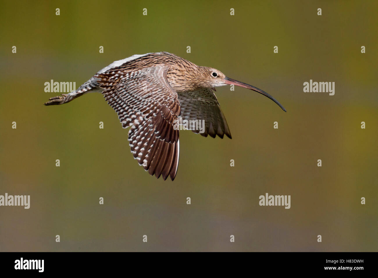 Eurasian Curlew (Numenius arquata) flying, Florence, Italy Stock Photo ...