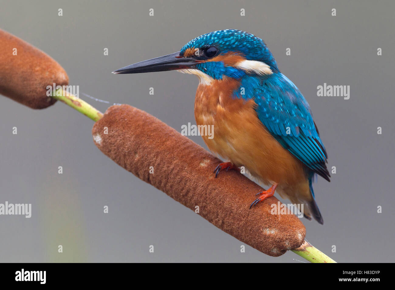Common Kingfisher (Alcedo atthis) male on Cattail, Florence, Italy ...