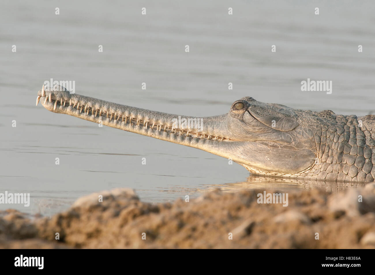 Gharial (Gavialis gangeticus) basking on river bank, Chambal River ...