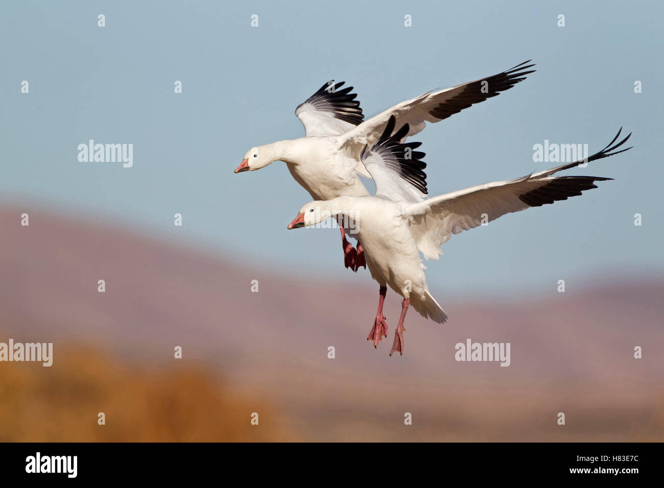 Snow Goose (Chen caerulescens) pair landing, Bosque del Apache National ...