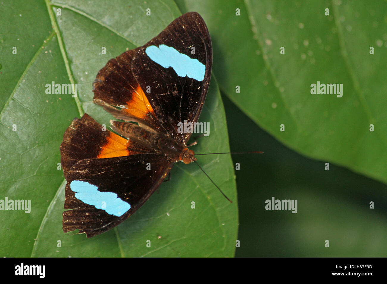 Common Olivewing (Nessaea aglaura) butterfly on a leaf, Kabalebo Resort ...