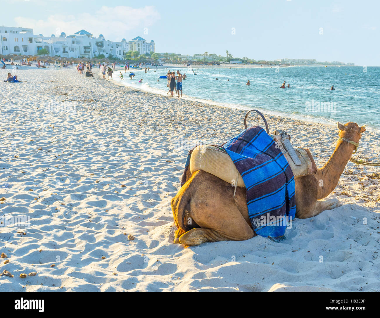 Camel relax on the beach and waighting for tourists, Al Kantaoui Stock ...