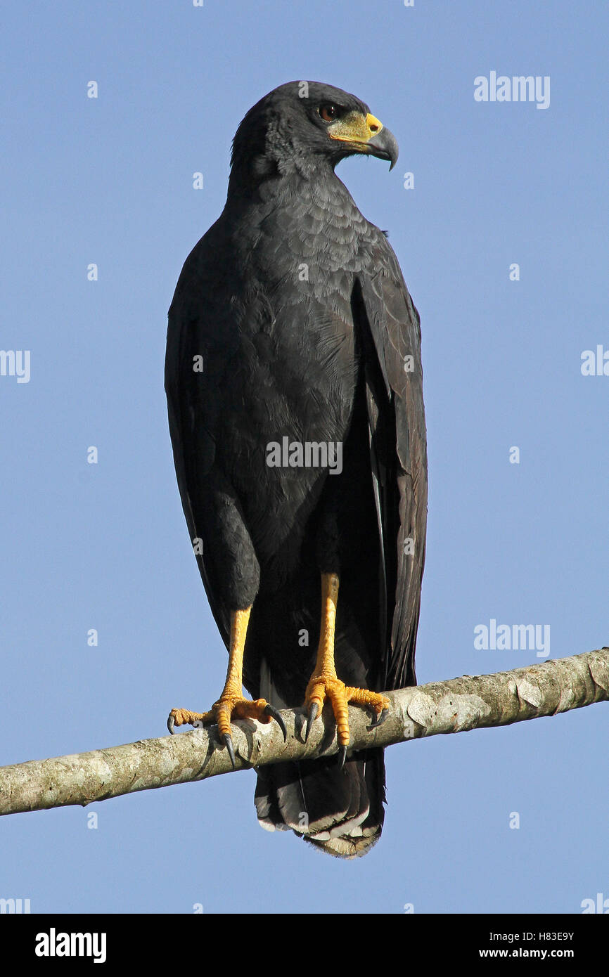 Great Black Hawk (Buteogallus urubitinga), Kabalebo Resort, Surinam ...