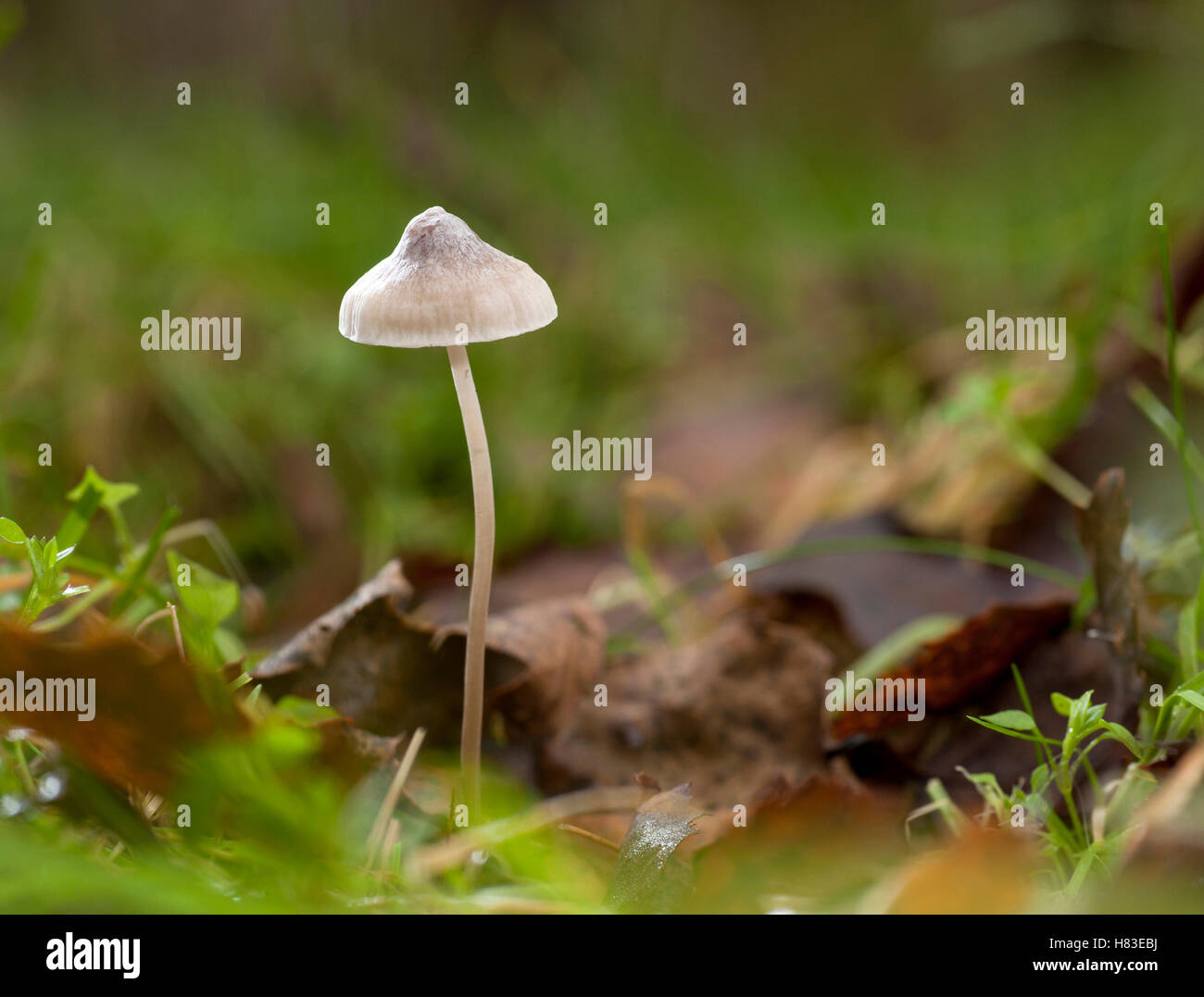Grooved Bonnet (Mycena polygramma) mushroom, Elst, Netherlands Stock ...