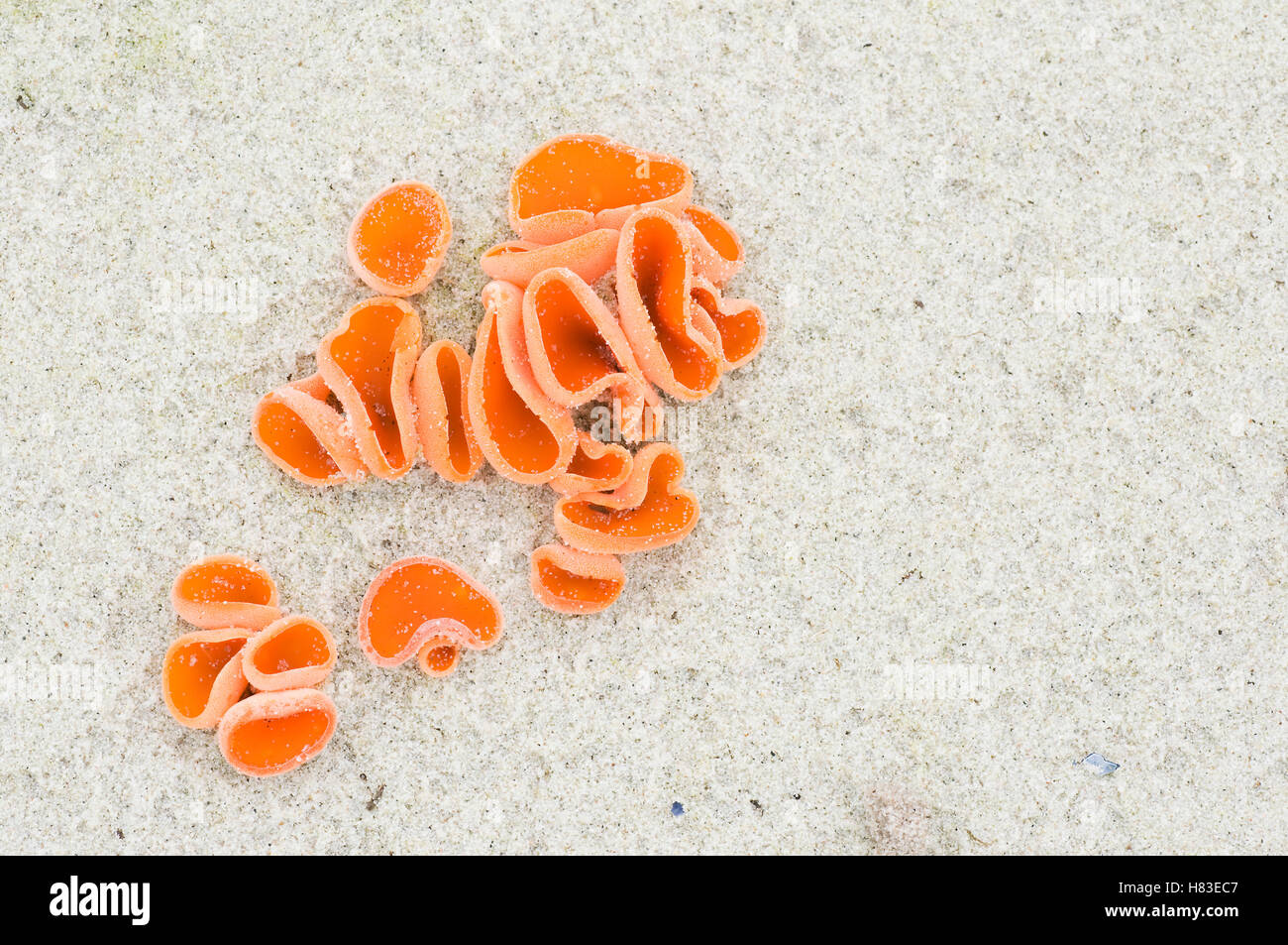 Orange Peel Mushroom (Aleuria aurantia) fruiting from sand, Vlieland ...
