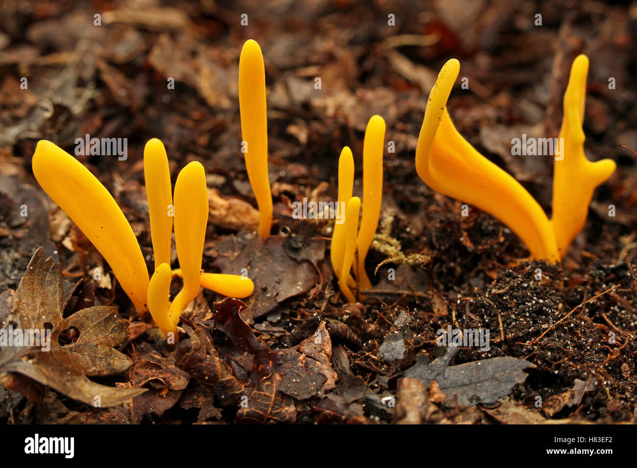 Yellow Club Fungus (Clavulinopsis helvola), Wassenaar, Netherlands ...