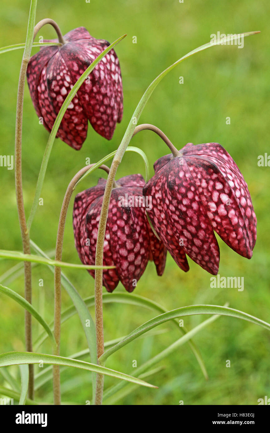 Checkered Lily (Fritillaria meleagris) flowers, Wassenaar, Netherlands ...