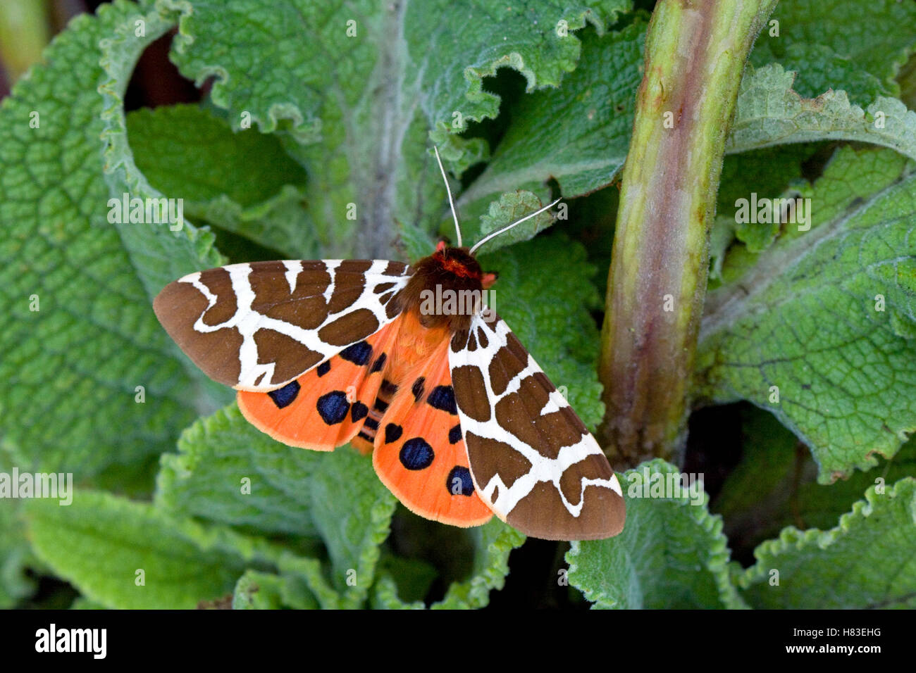 Garden Tiger (Arctia caja) moth, Germany Stock Photo - Alamy