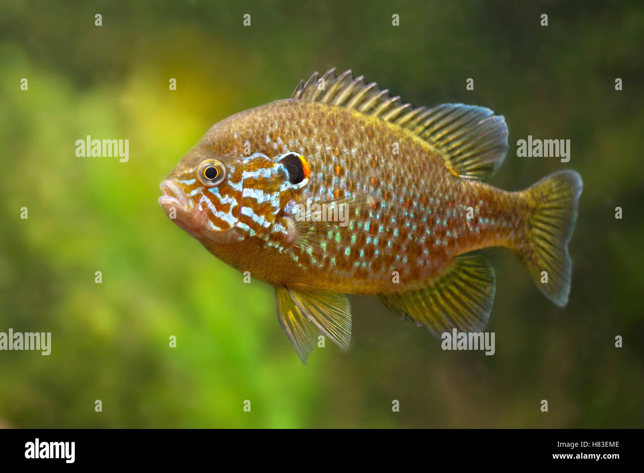 Pumpkinseed (Lepomis gibbosus), Belgium Stock Photo - Alamy