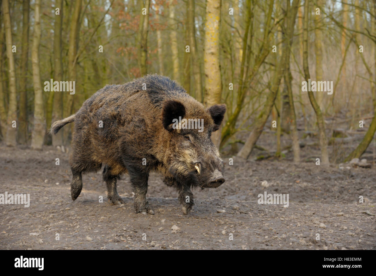 Wild Boar (Sus scrofa) running male, Lelystad, Netherlands Stock Photo ...